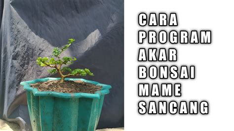 Program Akar Bonsai Mame Sancang Youtube