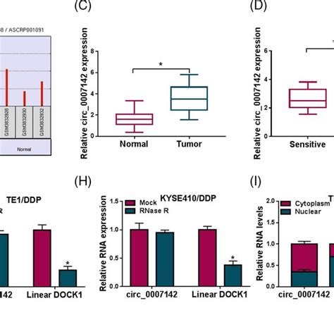 High Expression Of Circ In Ddpresistant Escc Tissues And