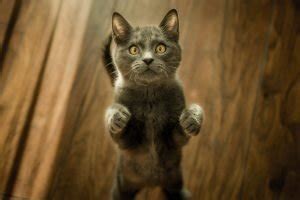 Erkek Kedi İsimleri 350 Erkek Kedi İsim Önerileri Bir Öneri
