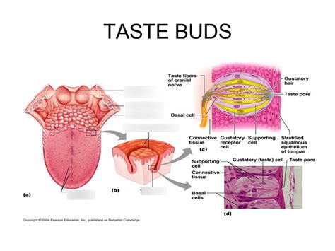 Location And Structure Of Taste Buds Fig 26 2 Diagram Quizlet