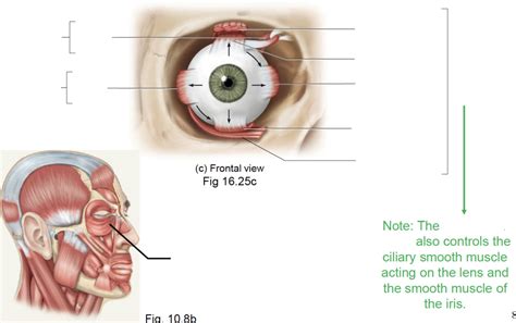 Extrinsic Eye Muscle Diagram Quizlet
