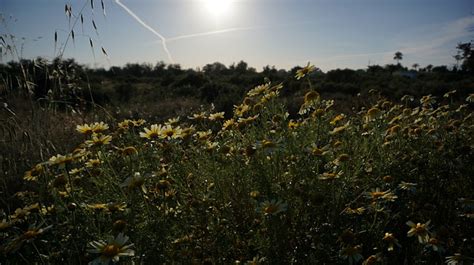 Girasol Primavera Foto Gratis En Pixabay Pixabay
