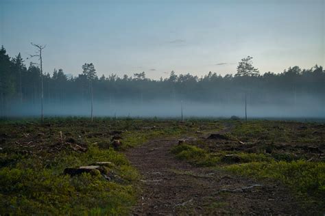 La déforestation causes conséquences et solutions pour lutter contre