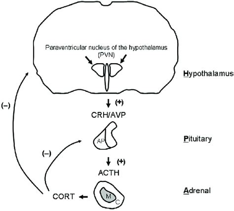 A Diagram Of The Hypothalamic Pituitary Adrenal Axis Abbreviations Download Scientific