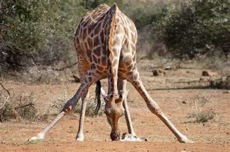 147 Curiosidades de las jirafas El animal más alto del mundo