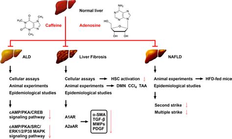 Frontiers Caffeine In Liver Diseases Pharmacology And Toxicology