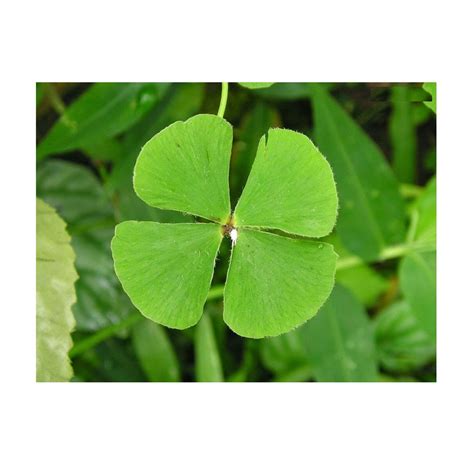 100 Sementes De Trevo De 4 Folhas Verde Shopee Brasil