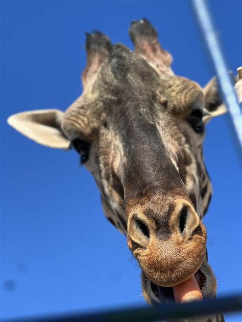Por Fin Jirafa Benito Llega A Africam Safari Libera Radio