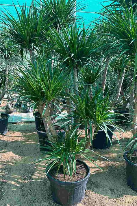 Dracaena Draco Outdoor Plants Plantshop Me