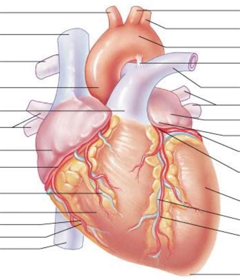Anterior Heart Diagram Diagram Quizlet