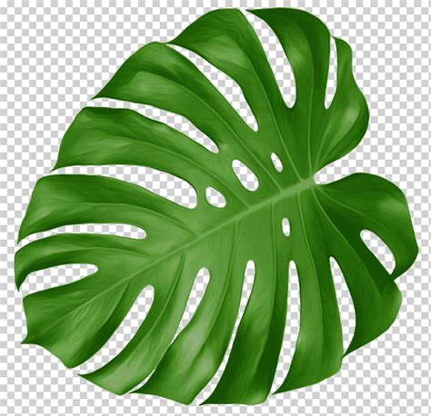 Ilustración de hoja verde hoja de queso suizo plantas tropicales