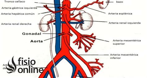 Cayado De La Aorta Y Sus Principales Famas Arteriales Aorta