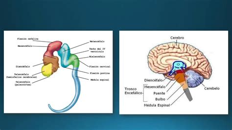 SOLUTION Sistema Nervioso Desarrollo Embriologico Parte 1 Studypool