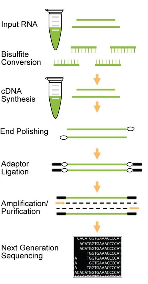 RNAのバイサルファイト処理から次世代シークエンス用ライブラリーの調製まで行えるキット EpiNext RNA Bisulfite Seq