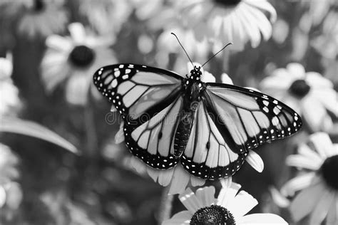 Plexippus Noir Et Blanc De Danaus De Papillons Monarques Image Stock
