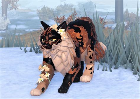 wcue tortie morph Süße tiere Tiere Volleyball bilder