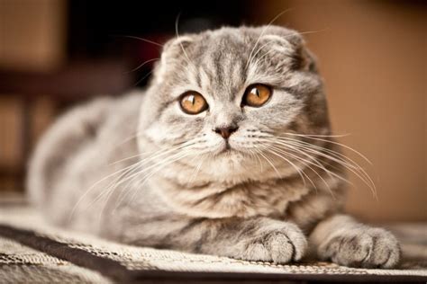 Scottish Fold Munchkin Cat Facts Care Pictures