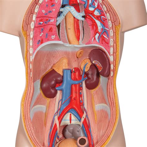 Torso Model On Veins And Arteries Diagram Quizlet