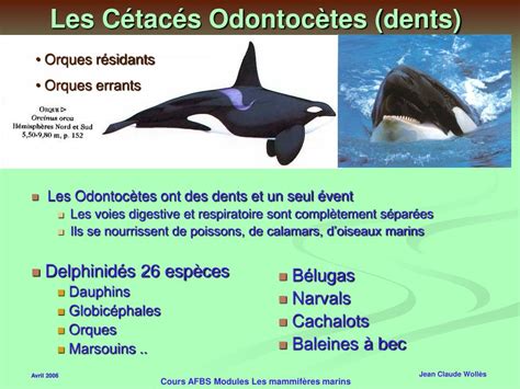 PPT Mammifères marins PowerPoint Presentation free download ID 6067898