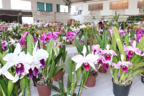 Paixão Floral desvendando o universo fascinante do cultivo de orquídeas