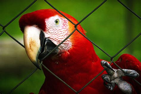 Animais em extinção no Brasil Pensamento Verde
