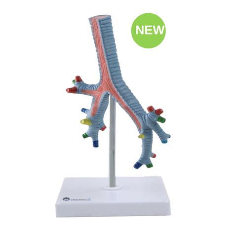 Sectioned Larynx Life Size Model Eduscience Video Gallery
