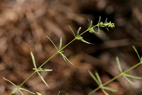 Polyploid Net Sw Plants