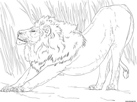 Coloriage Etirement Lion Dessin Lion à imprimer