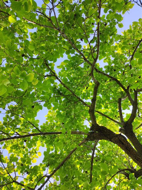 Tizia simpatica on Twitter Sotto casa c è questo albero