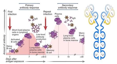 12 Differences Between Primary And Secondary Immune Response