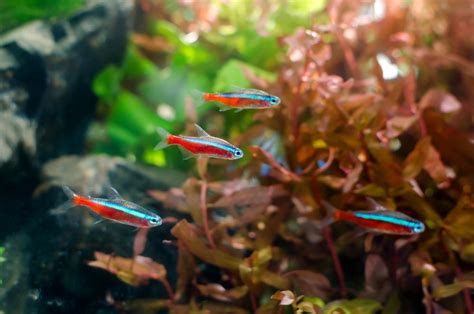 Best Fish For A Gallon Tank Stocking Guide Build Your Aquarium