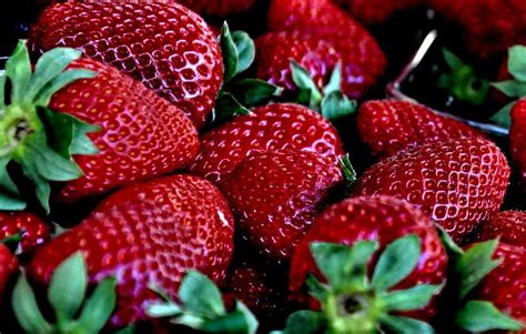 Belles Vari T S De Fraises Et Fraisiers Cultiver
