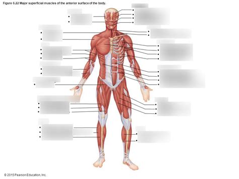 Superficial Muscles Of The Body Anterior View Diagram Quizlet