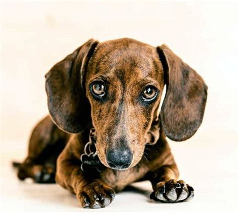 Mundo Dachshund Todo Sobre El Teckel Smylepets