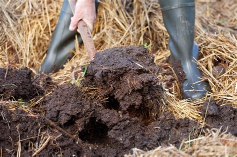 Hnojit záhony můžete i v zimě Naše zahradní expertka vám poradí jak