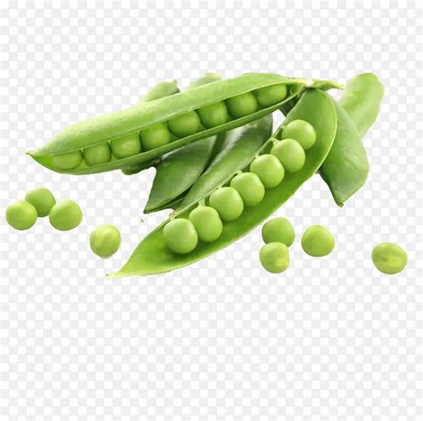 豌豆 豆类 豆角PNG图片素材下载 图片编号6960142 PNG素材网