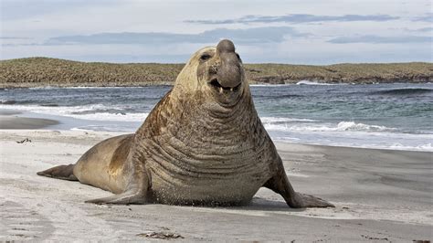 El elefante marino el carnívoro más grande del planeta