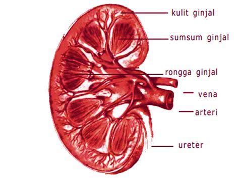 3 Proses Pembentukan Urine Beserta Gambar Dan Tabel Singkat Biologi Sel