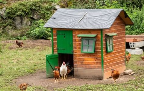 Les Meilleurs Conseils Pour Construire Un Poulailler Facilement