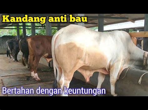 Sukses Breeding Dan Fattening Sapi Dengan Manajemen Pakan Kandang