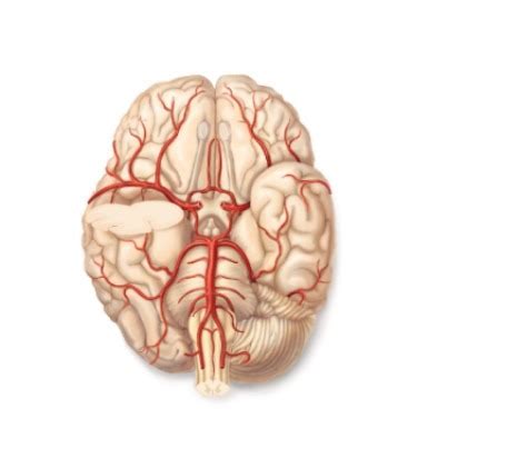 Circle Of Willis Diagram Quizlet