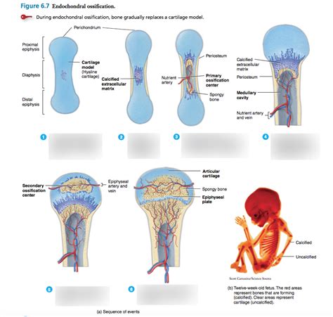 Ch Endochondral Ossification Diagram Quizlet