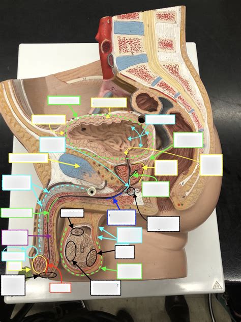 Male Pelvis Diagram Quizlet