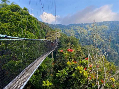 Nyungwe Forest National Park Canopy Walk Chimpanzee Tracking Tour
