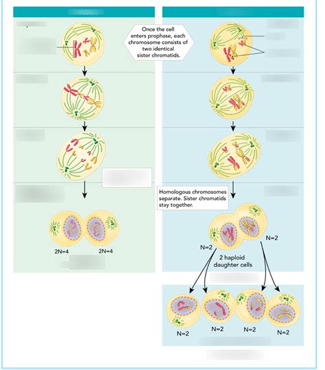MITOSIS AND MEIOSIS Diagram Quizlet