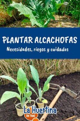 Guía completa para plantar alcachofas por esquejes en tu huerto o