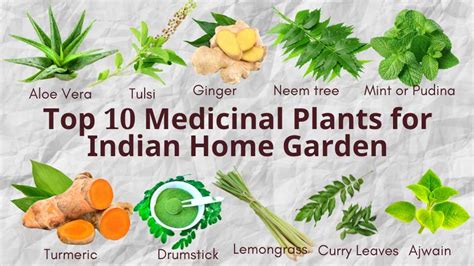 Top 10 Medicinal Plants For Home Garden Learn Uses And How To Grow