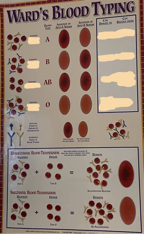 Blood Typing Chart Diagram Quizlet
