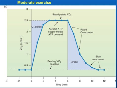 Exphys Exam Energy Systems Flashcards Quizlet