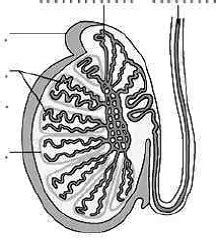 Structure Du Testicule Diagram Quizlet
